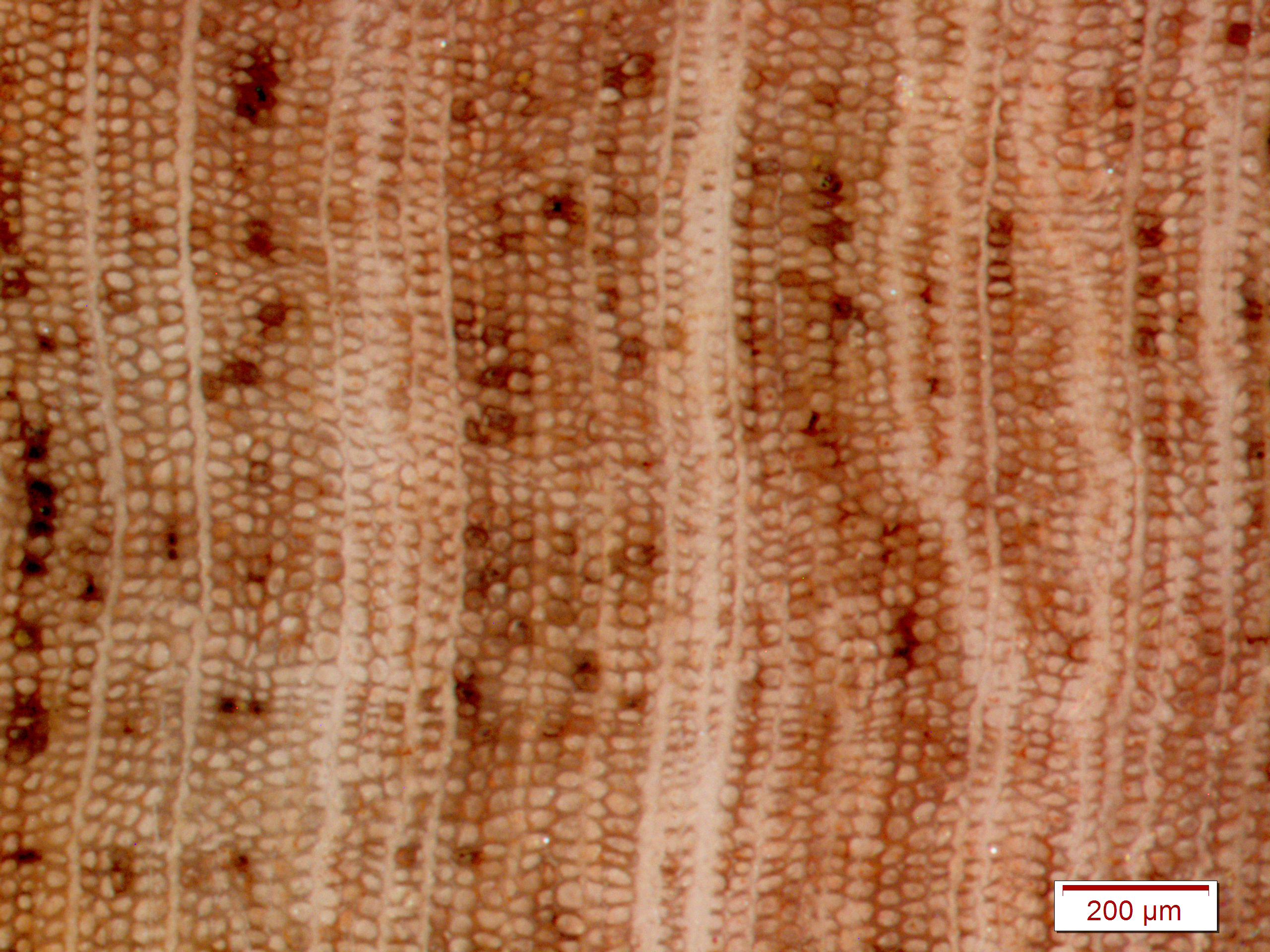 Petrified Wood | EarthDate